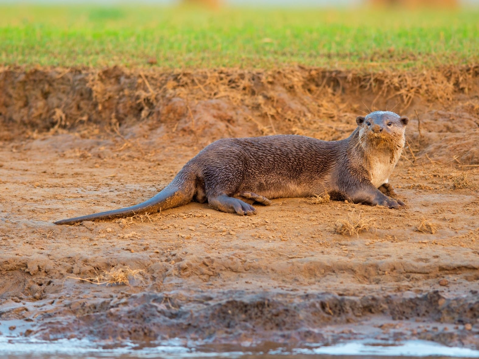 Smooth-coated otters are top predators of our riverine habitats, but ...