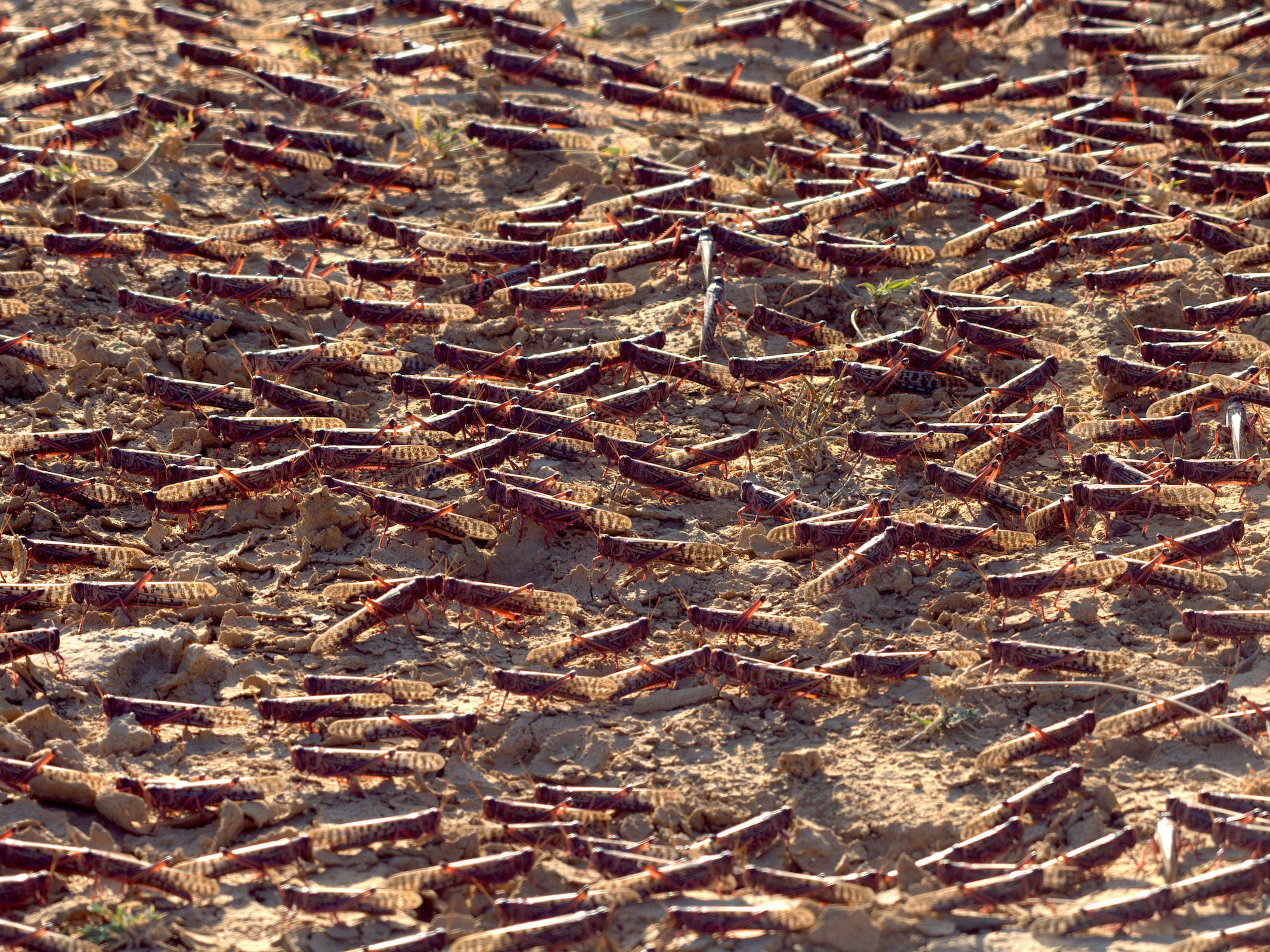 The locust is both agriculture pest and a food source. Normally ...