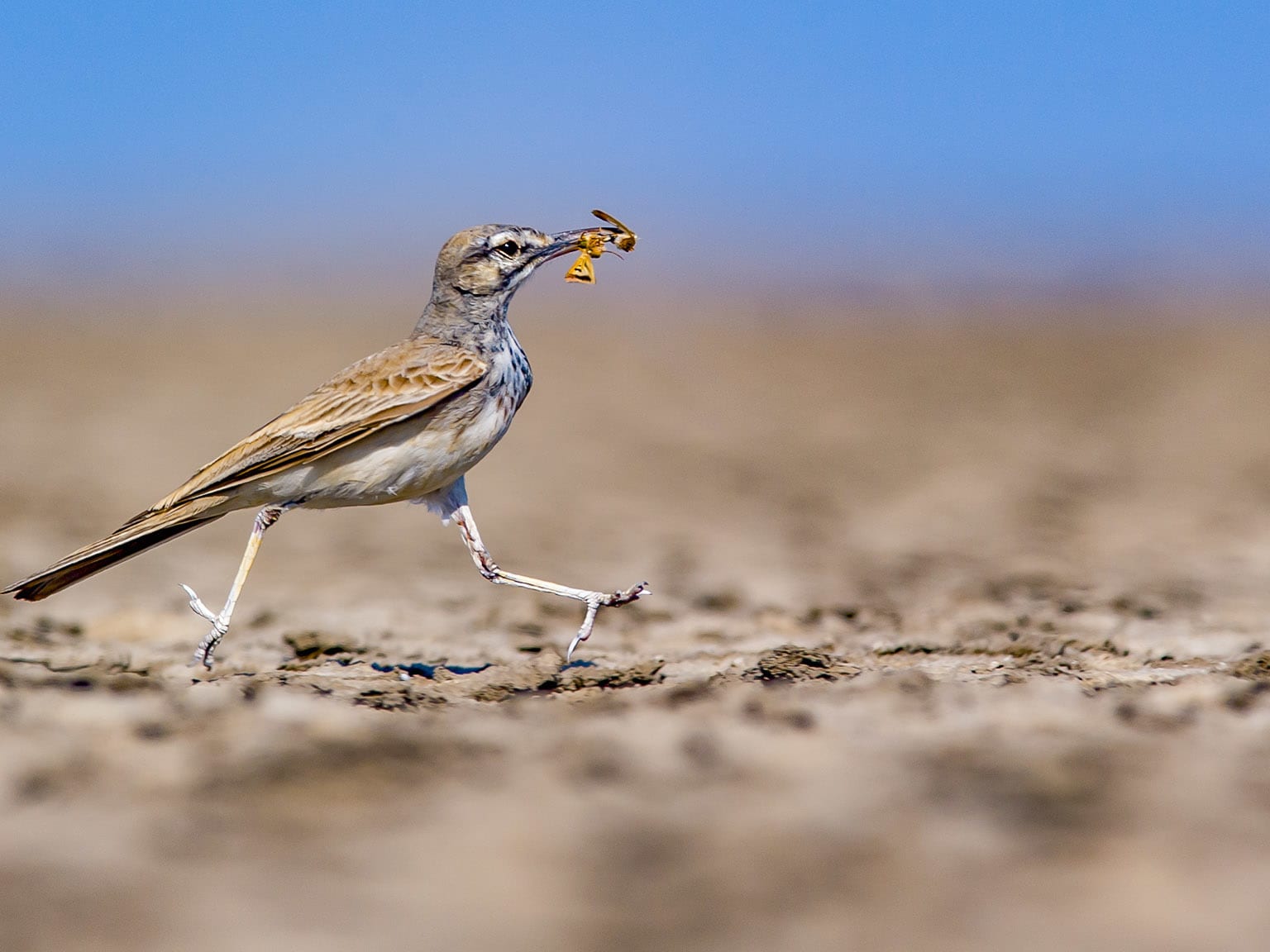 Wholistic Wellbeing for the People | RoundGlass Living