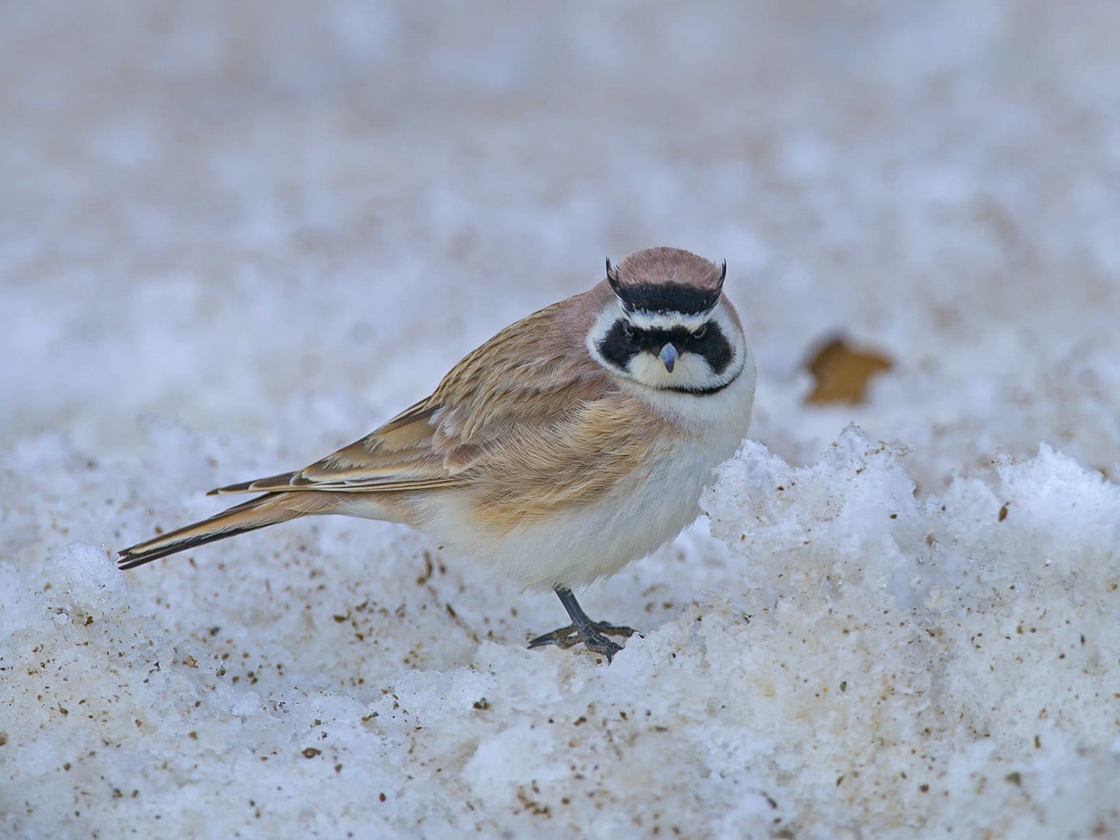 The horned lark cares little for privacy. It builds its nests in open ...