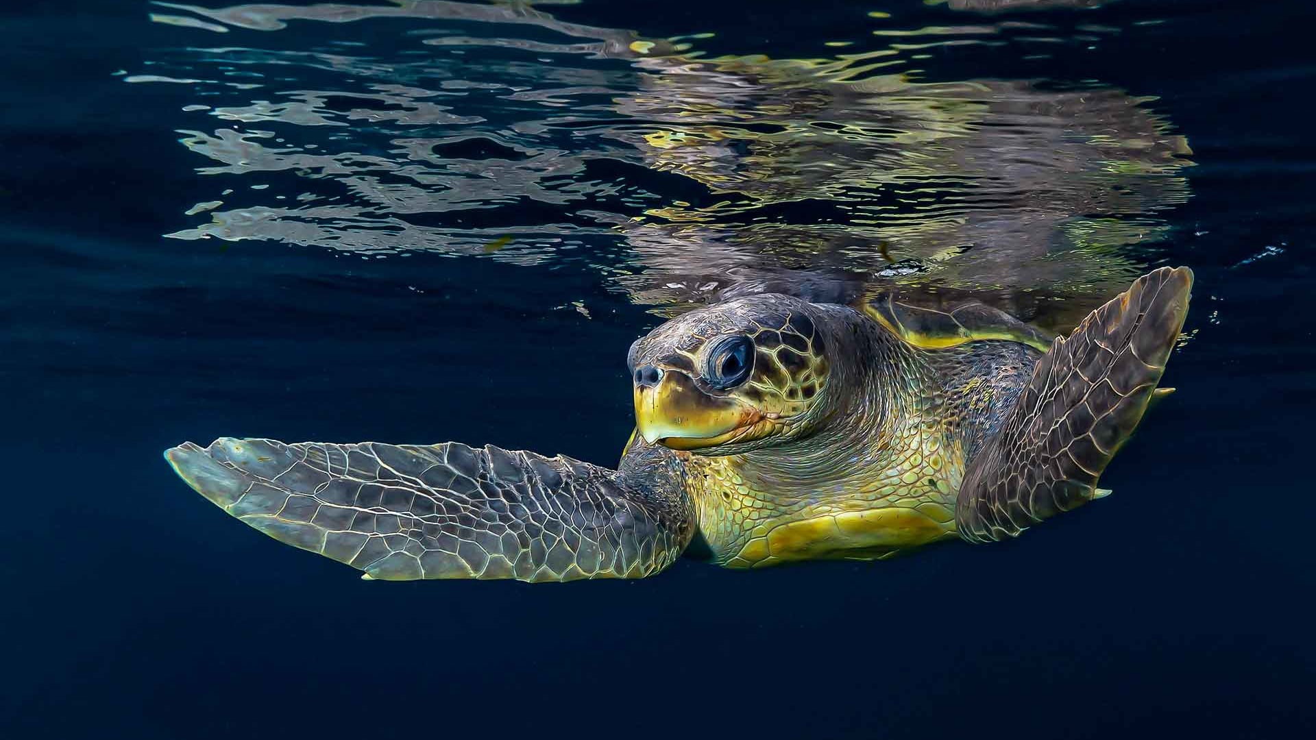 Wholistic Wellbeing for the People | RoundGlass Living