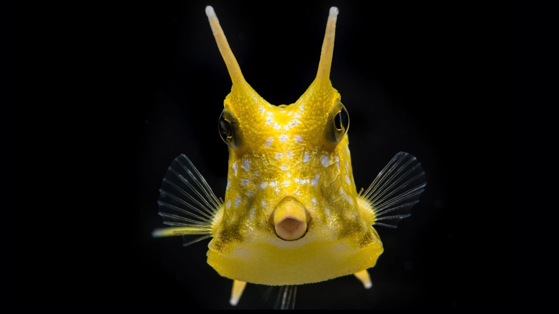 What connects pufferfish, triggerfish, sunfish, and spiky porcupinefish ...