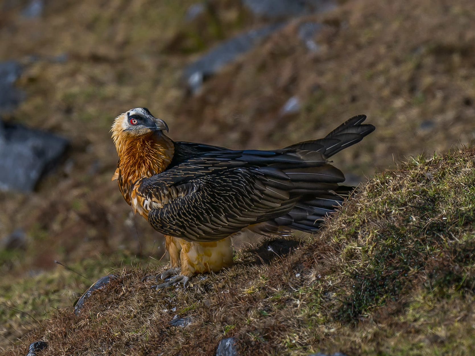 favorite_border share