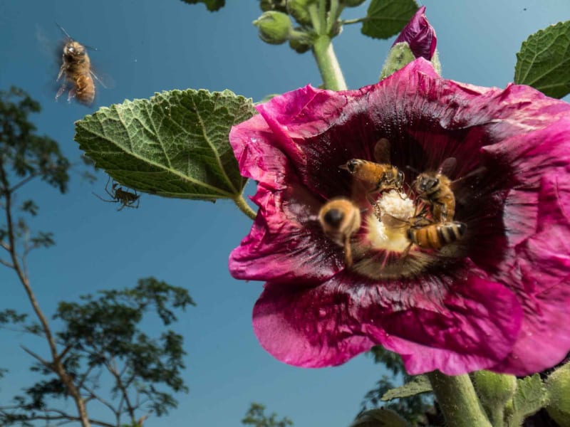 Roughly 80 per cent of all flowering plants need the help of animals to ...