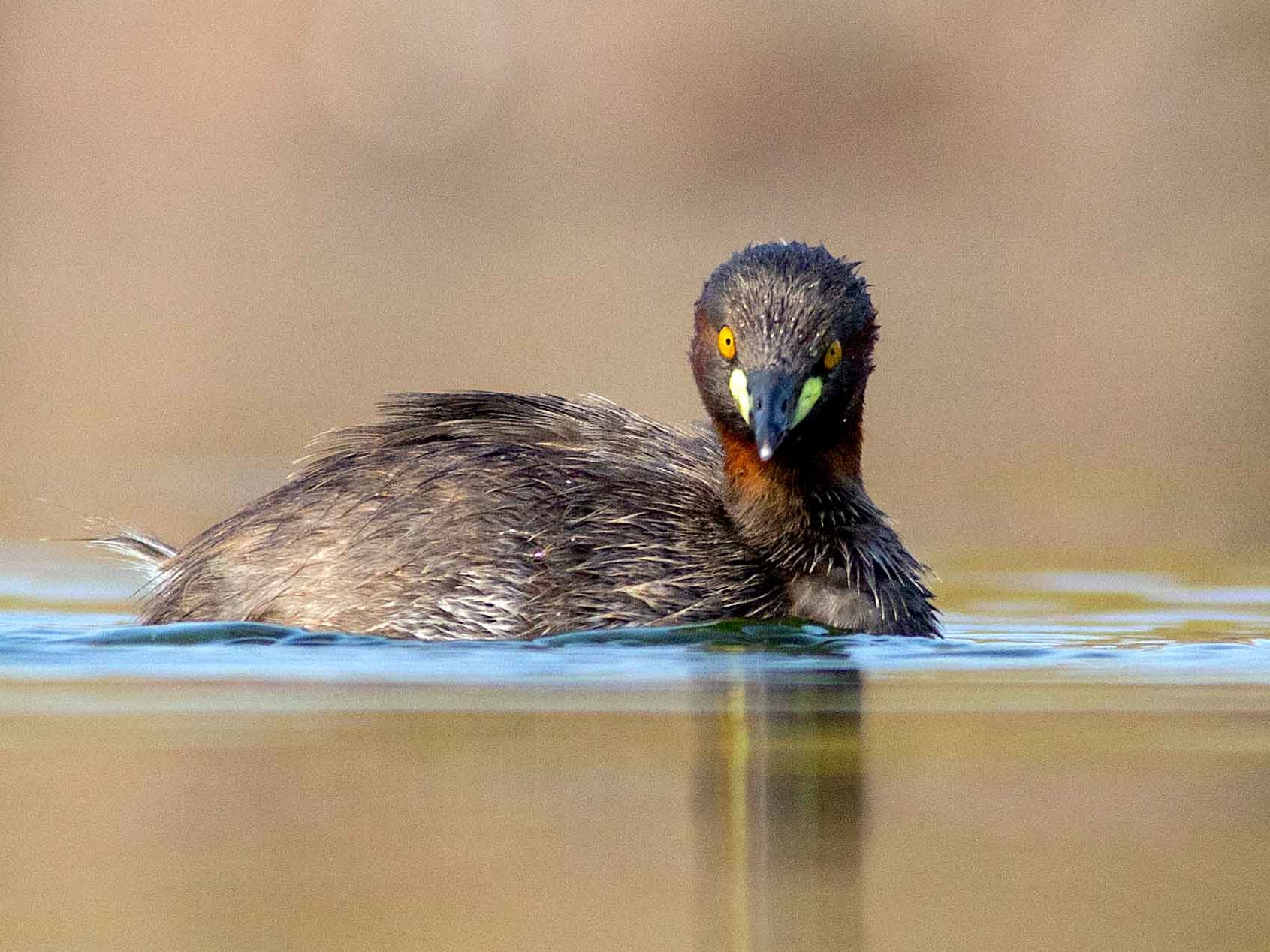 Often mistaken for a duck, the smallest of the grebes is a fascinating ...