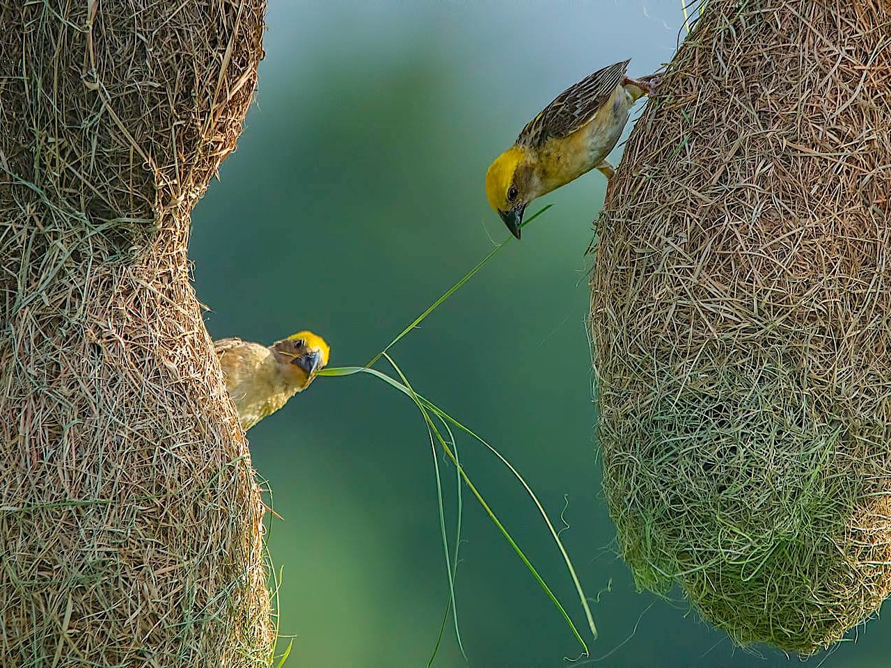 When you see their lovely woven straw-coloured nests hanging from trees, look out for these ...
