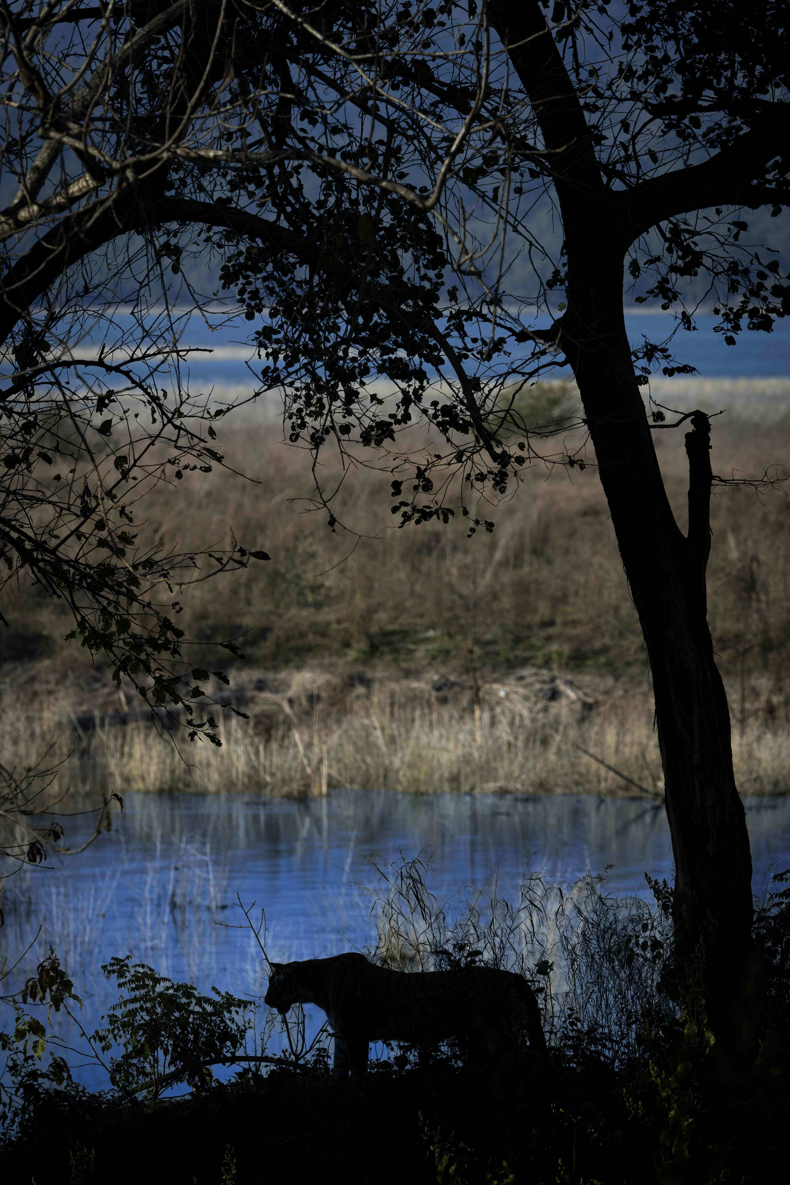 Jim Corbett National Park: The Making of India’s First National Park