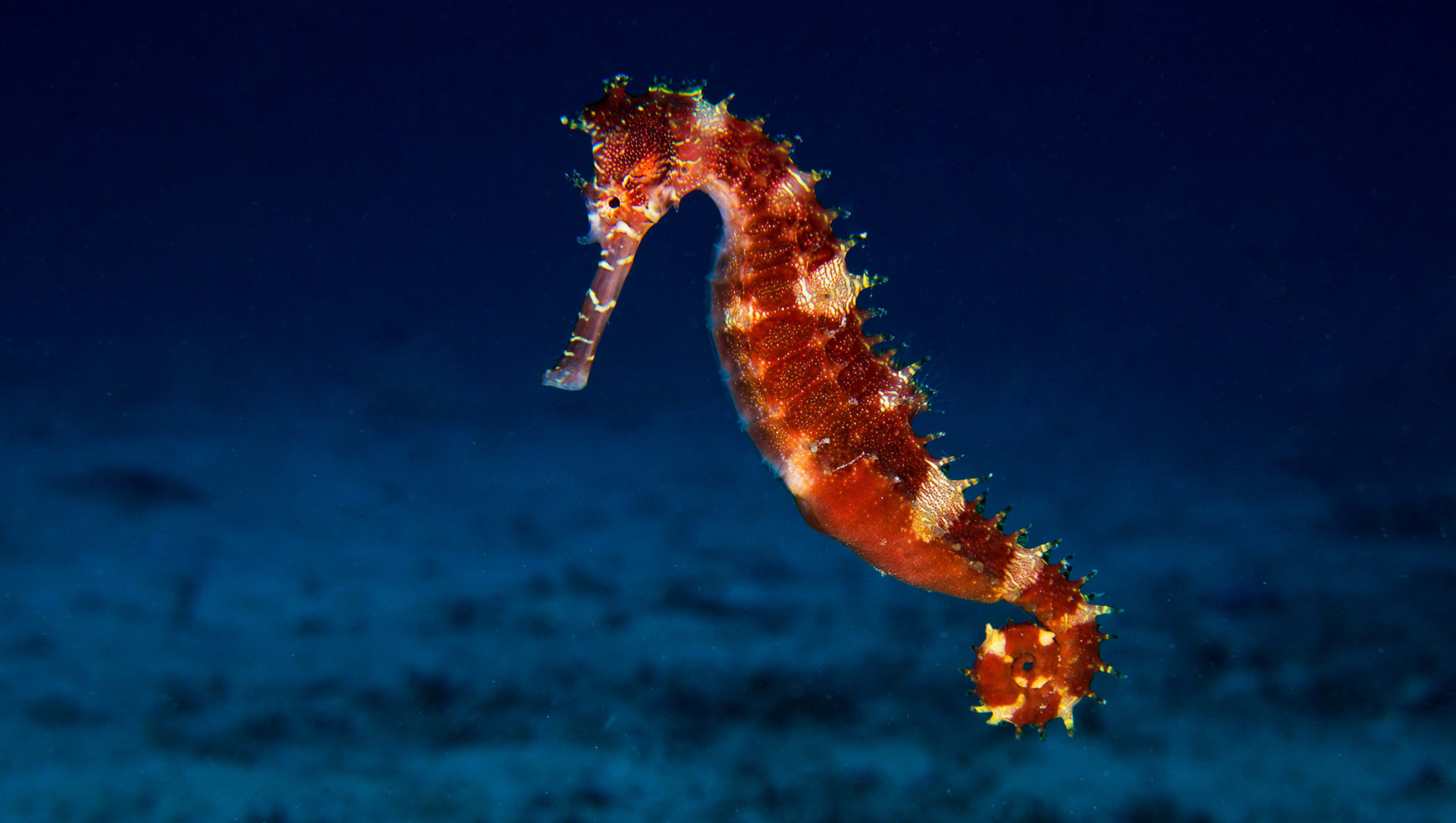 brood pouch Archives | RoundGlass | Sustain