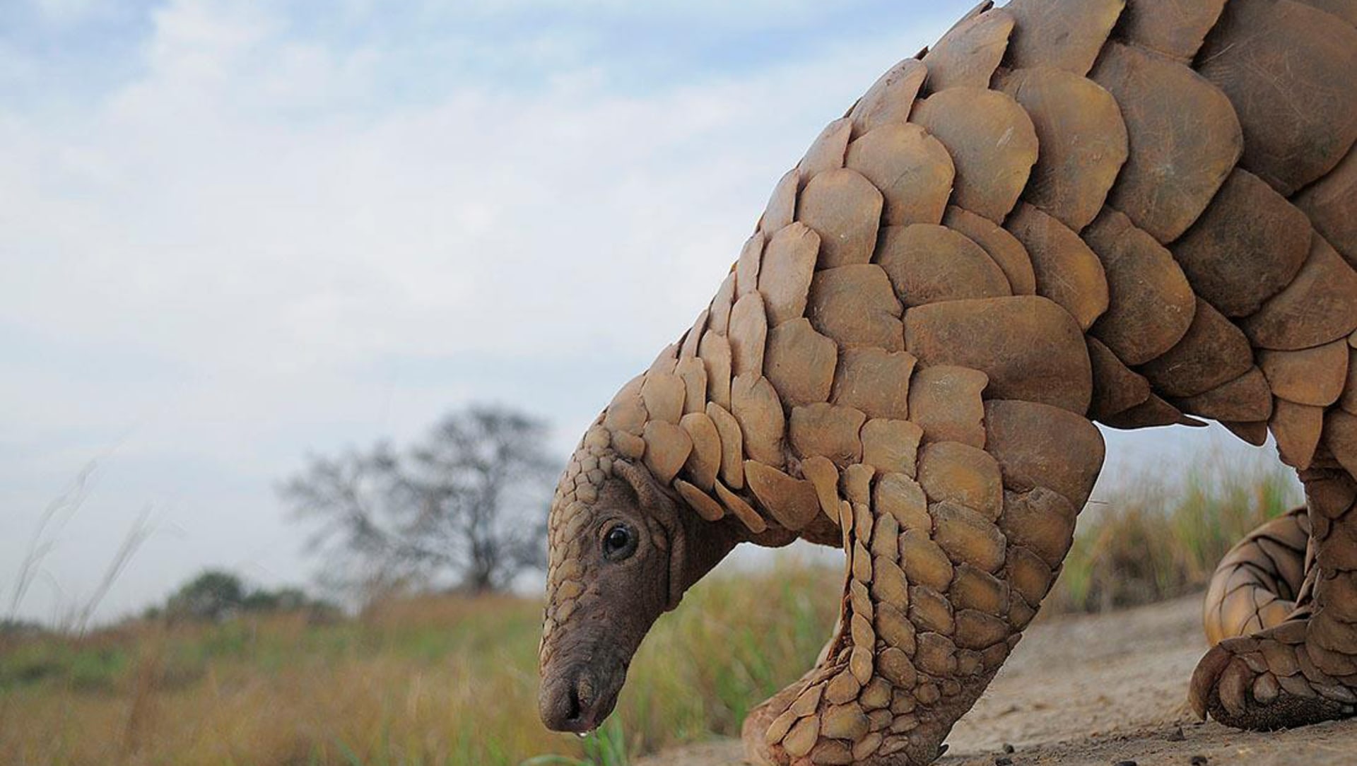Indian Pangolin Archives | RoundGlass | Sustain