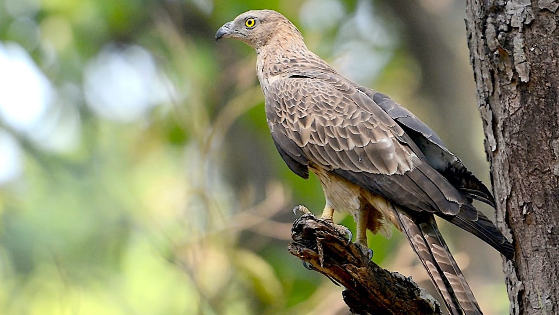 Oriental honey buzzard Archives | RoundGlass | Sustain