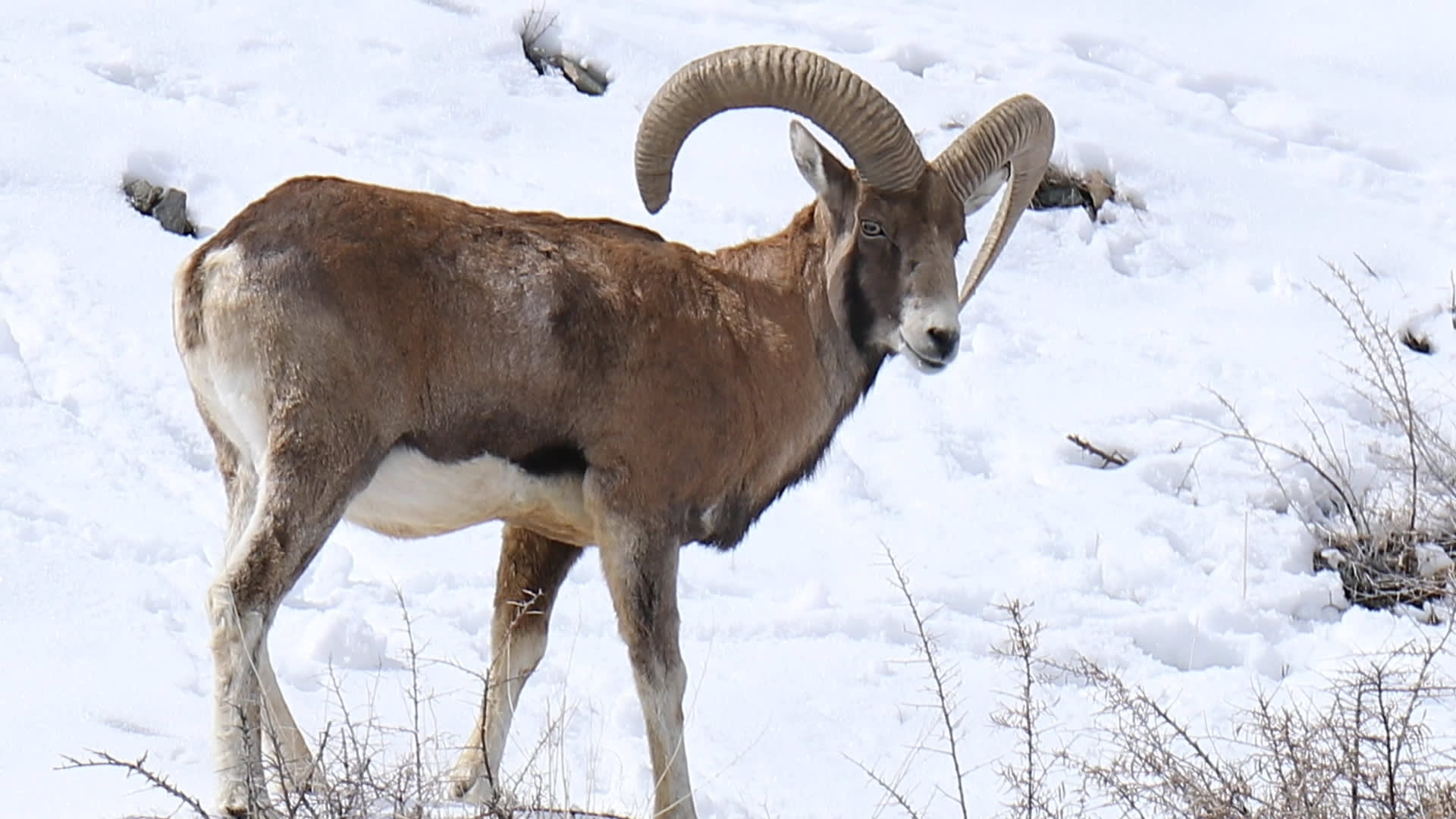 The Ladakh Urial’s Life at the Edge|Roundglass|Sustain