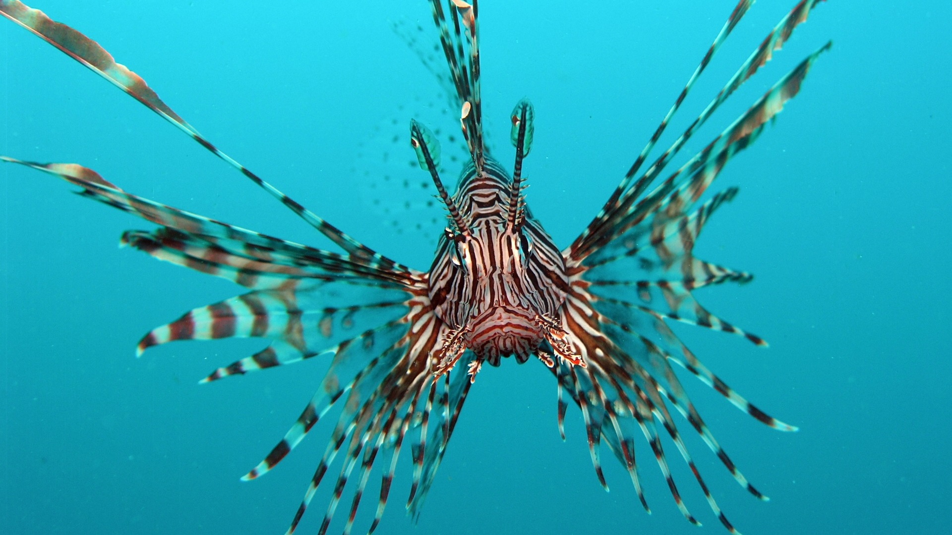 Do Not Touch Toxin Generating Sea Creatures From India s Coasts do-not-touch-toxin-generating-sea-creatures-from-india-s-coasts