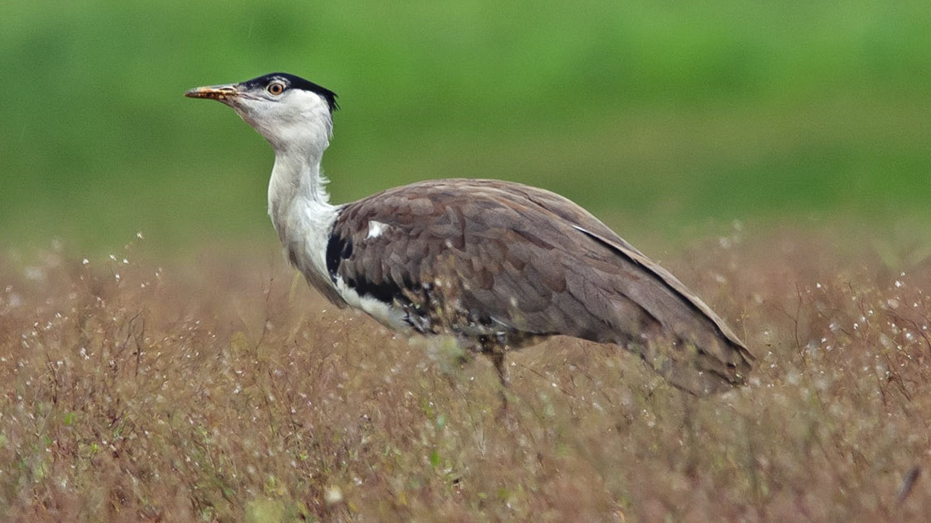 COP13 provides protection for great Indian bustard | RoundGlass | Sustain