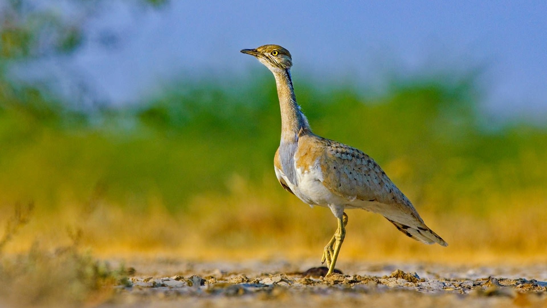 MacQueen's Bustard | RoundGlass | Sustain