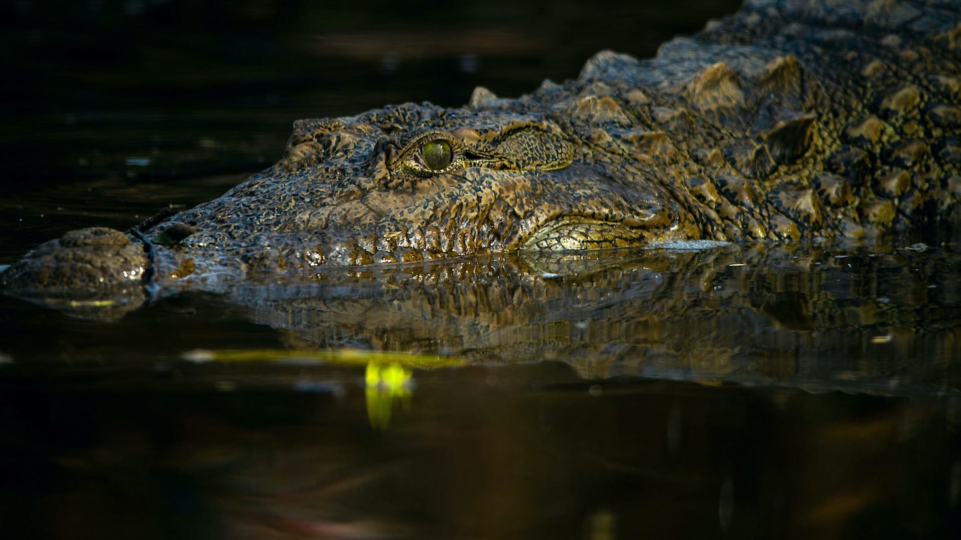 Mettle of the Mugger: How the Marsh Crocodile Hunts|RoundGlass|Sustain Mettle of the Mugger: How the Marsh Crocodile Hunts|RoundGlass|Sustain