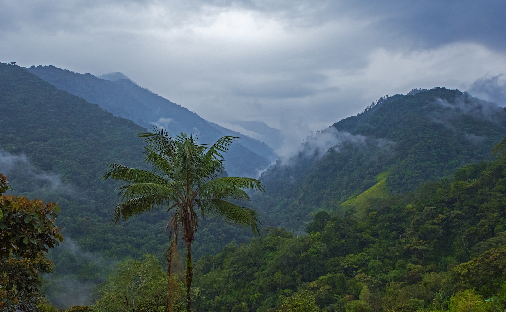 Rainforest Mongabay Choco Colombia