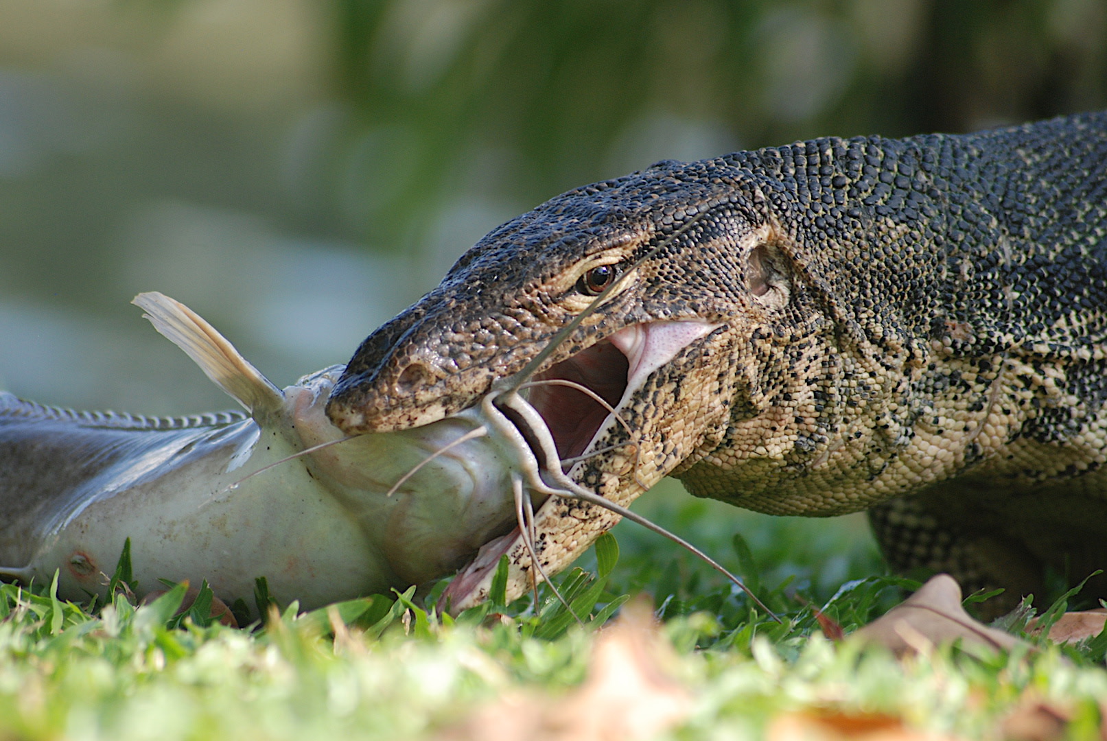 Living Dragons Weapons Defences And The Water Monitor Lizard Living Dragons Weapons Defences And The Water Monitor Lizard