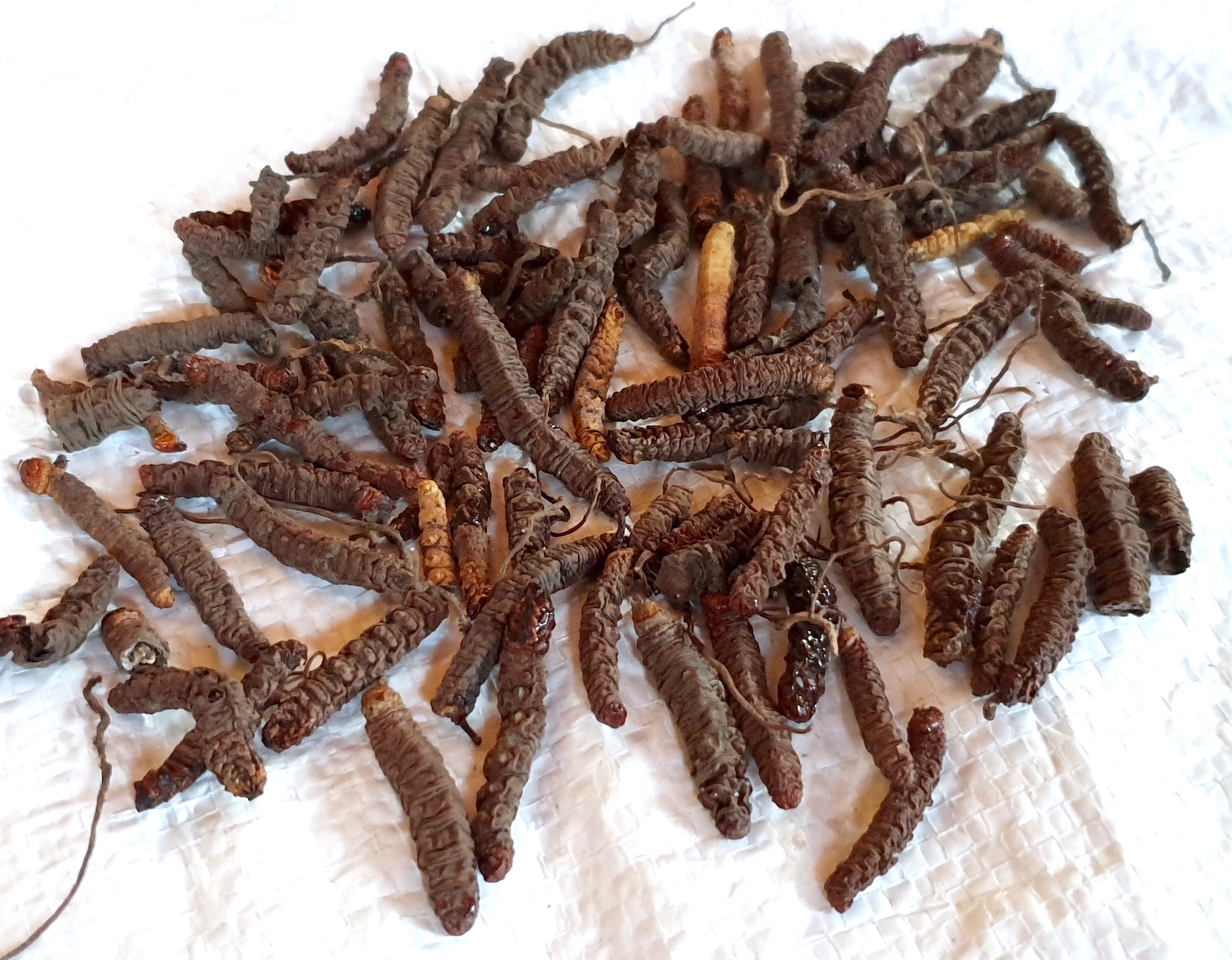 In Search of a Panacea: Herb Collection in the Himalayas | RoundGlass ...