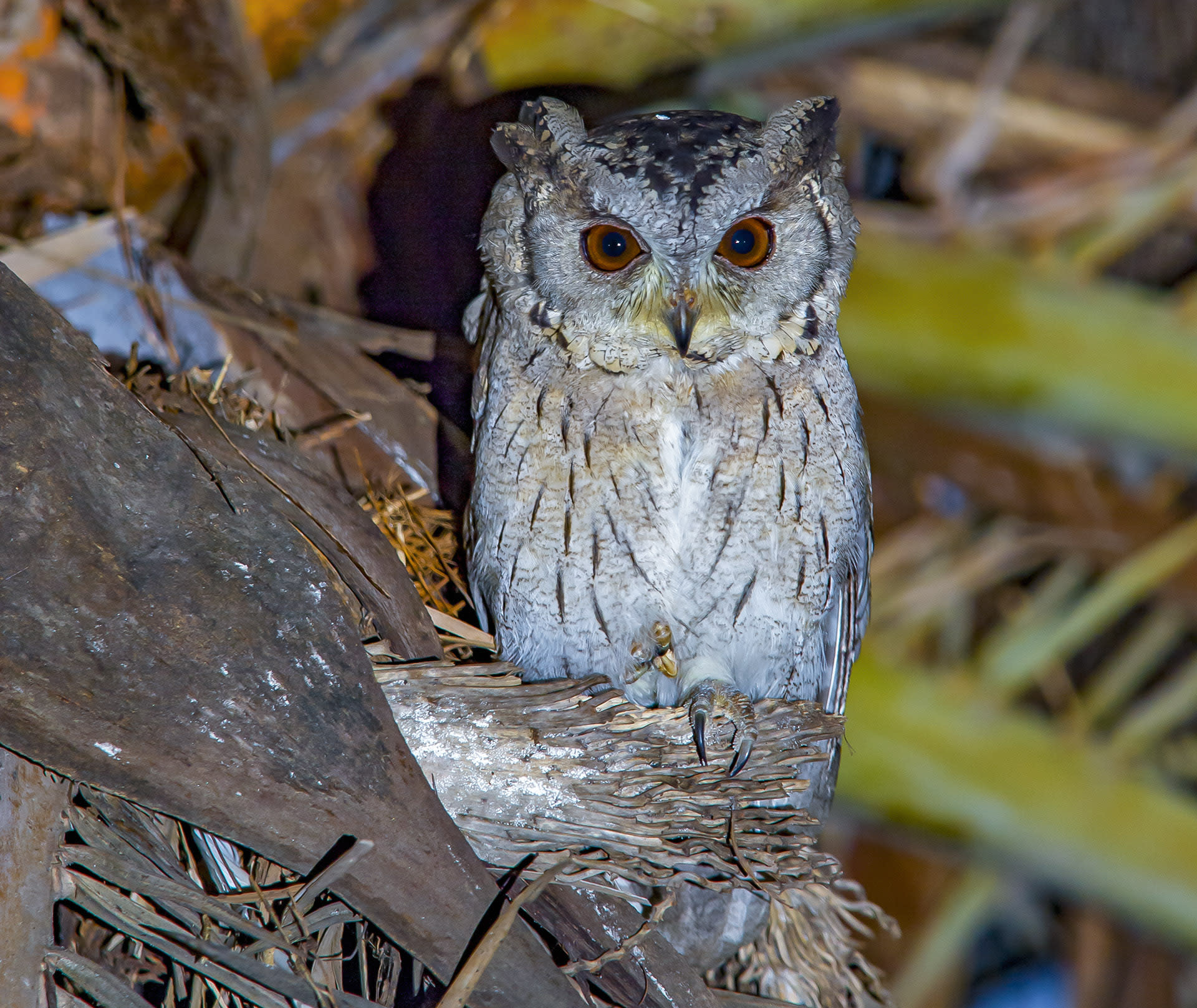 In Photos: Owls of India on the Prowl | RoundGlass | Sustain