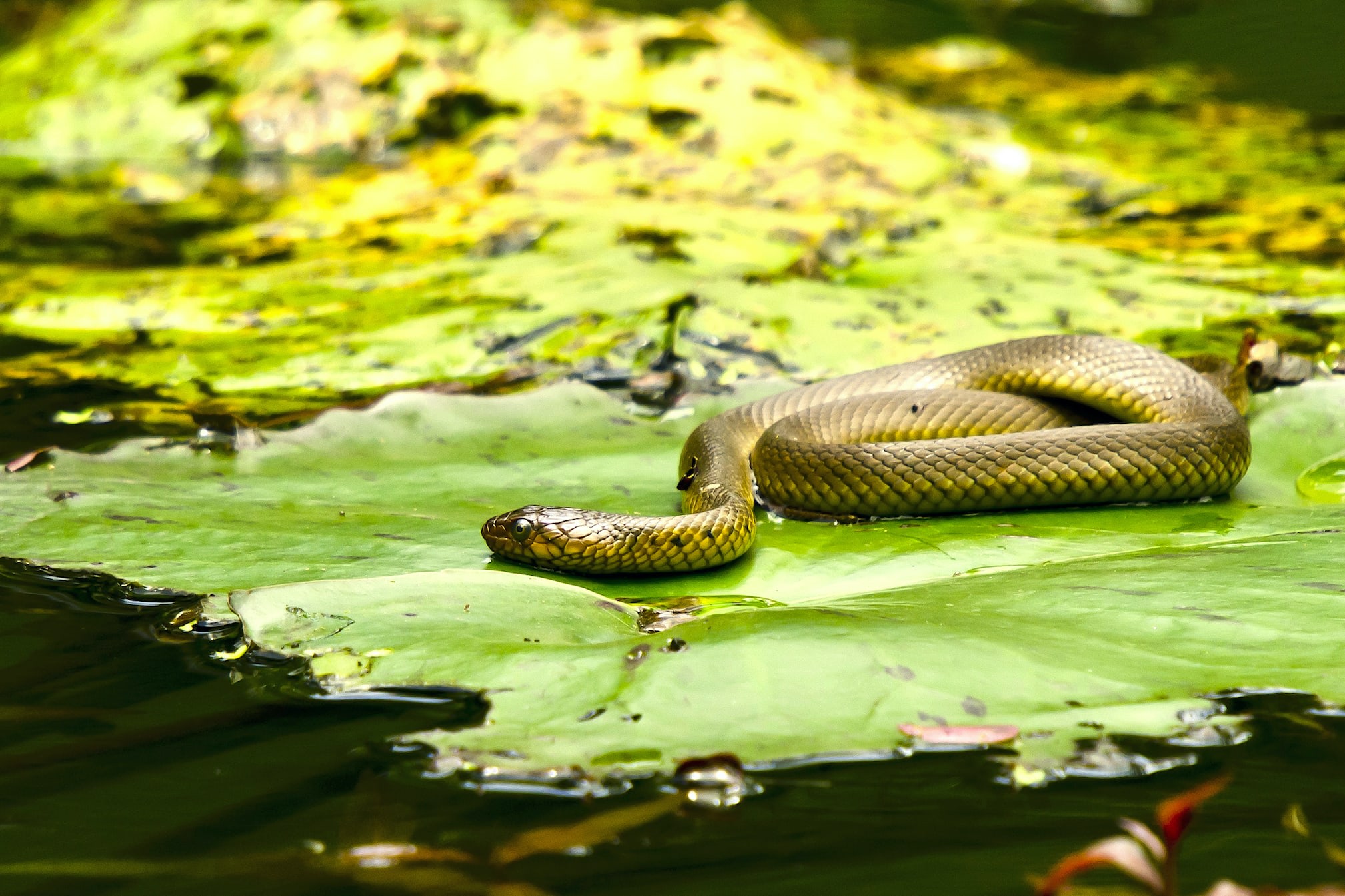 Hiss and Tell: Water Snakes in India | RoundGlass | Sustain