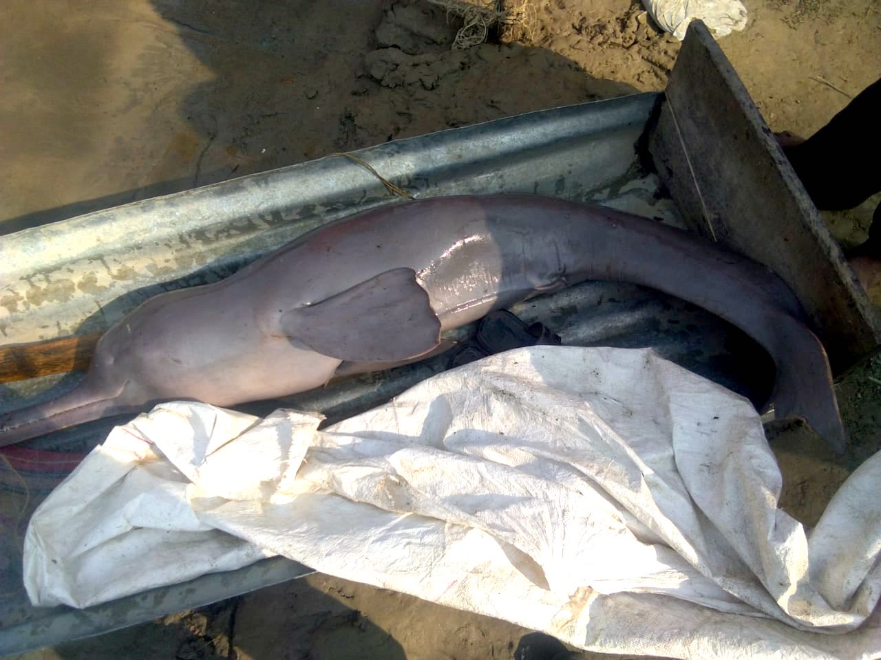 South Asian River Dolphin