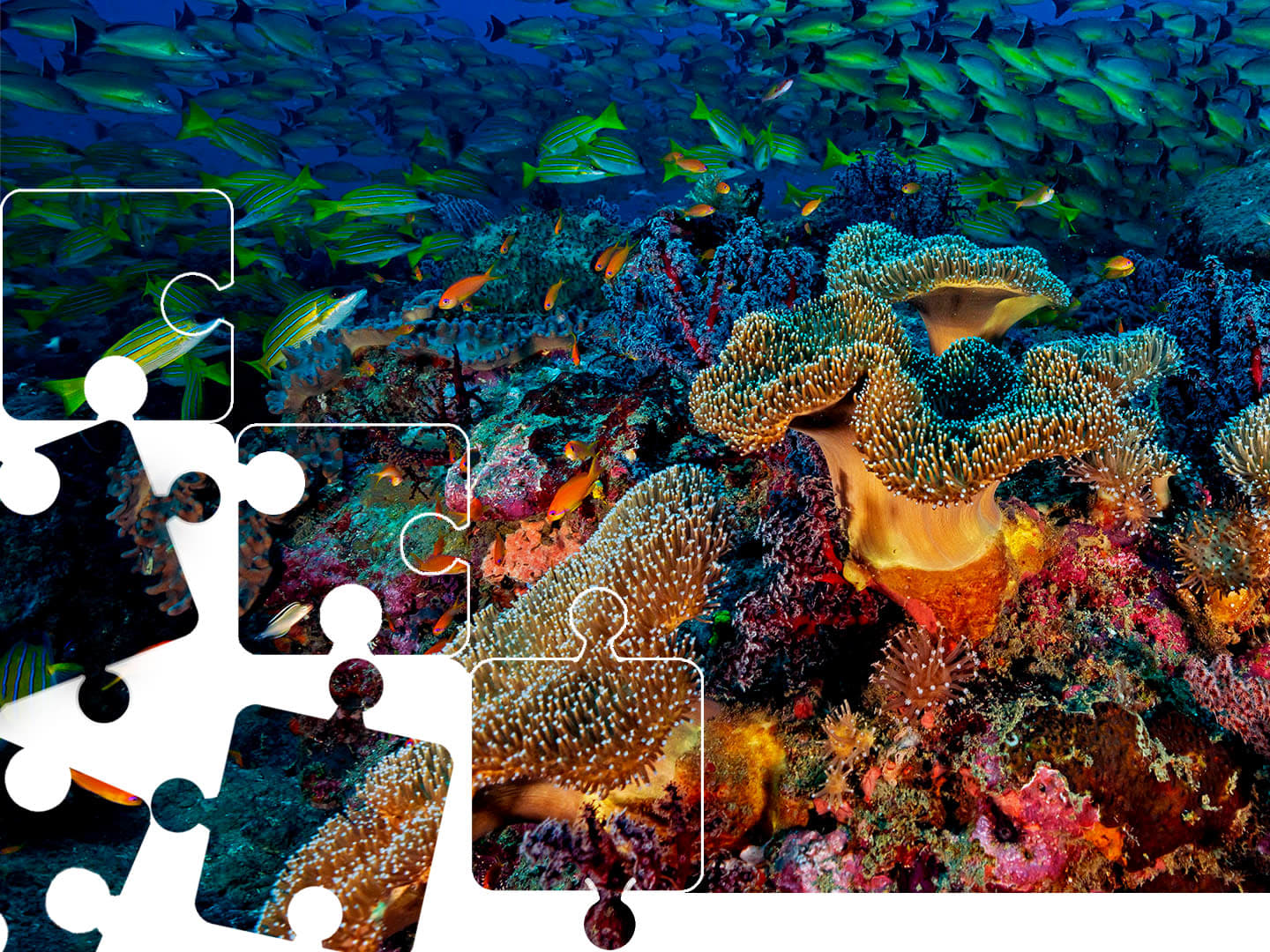 Wildlife Puzzle: Coral Reef | Roundglass | Sustain
