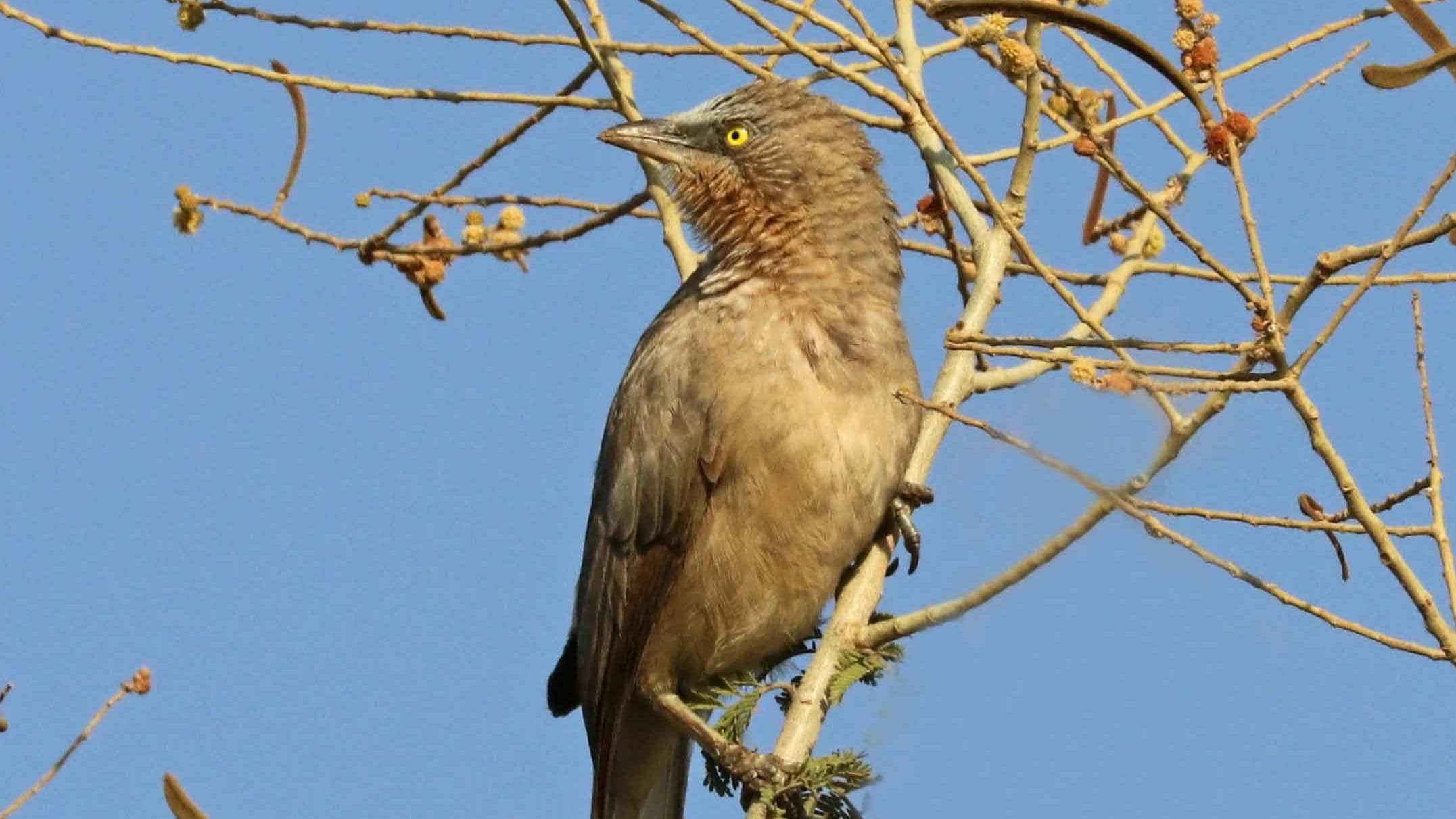 Large Grey Babbler: Facts, Range and Vocalisations | Roundglass | Sustain
