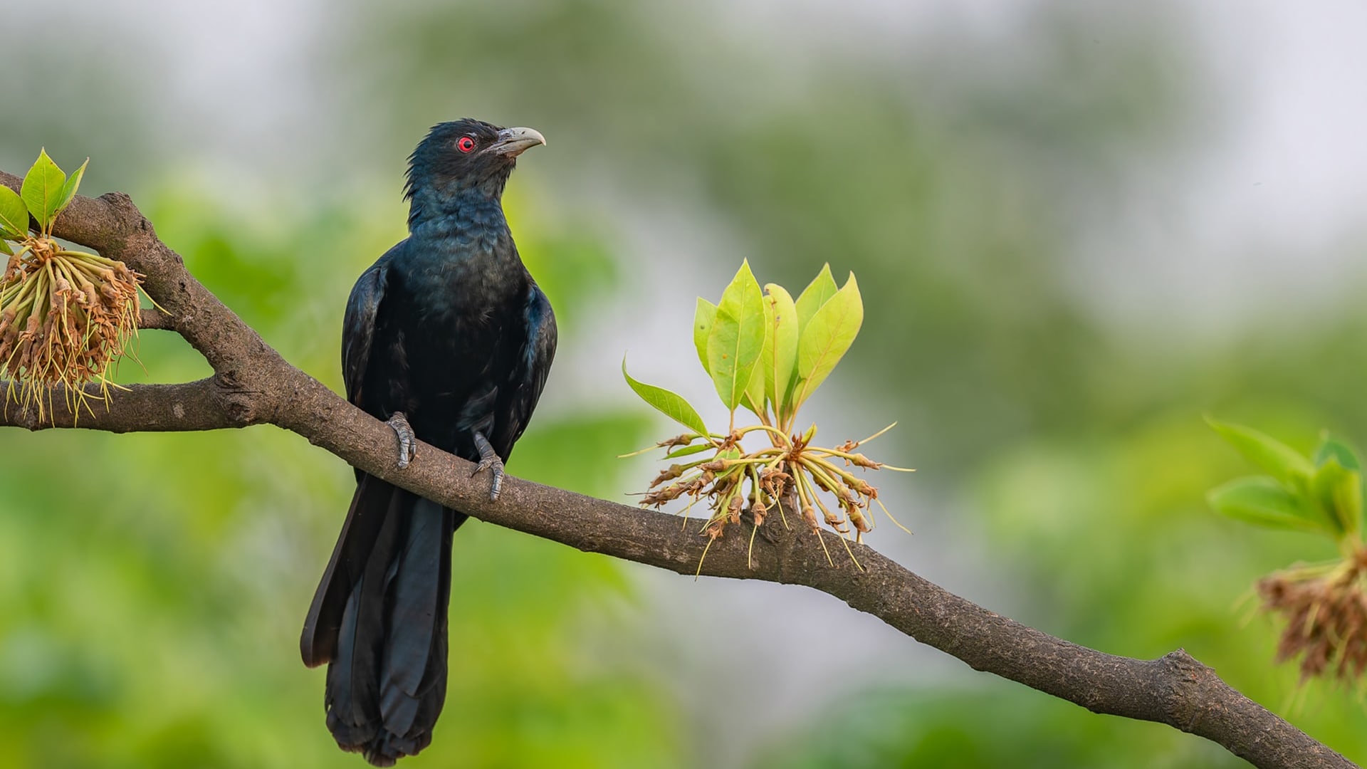 Asian Koels: The Songsters of Summer | Roundglass | Sustain