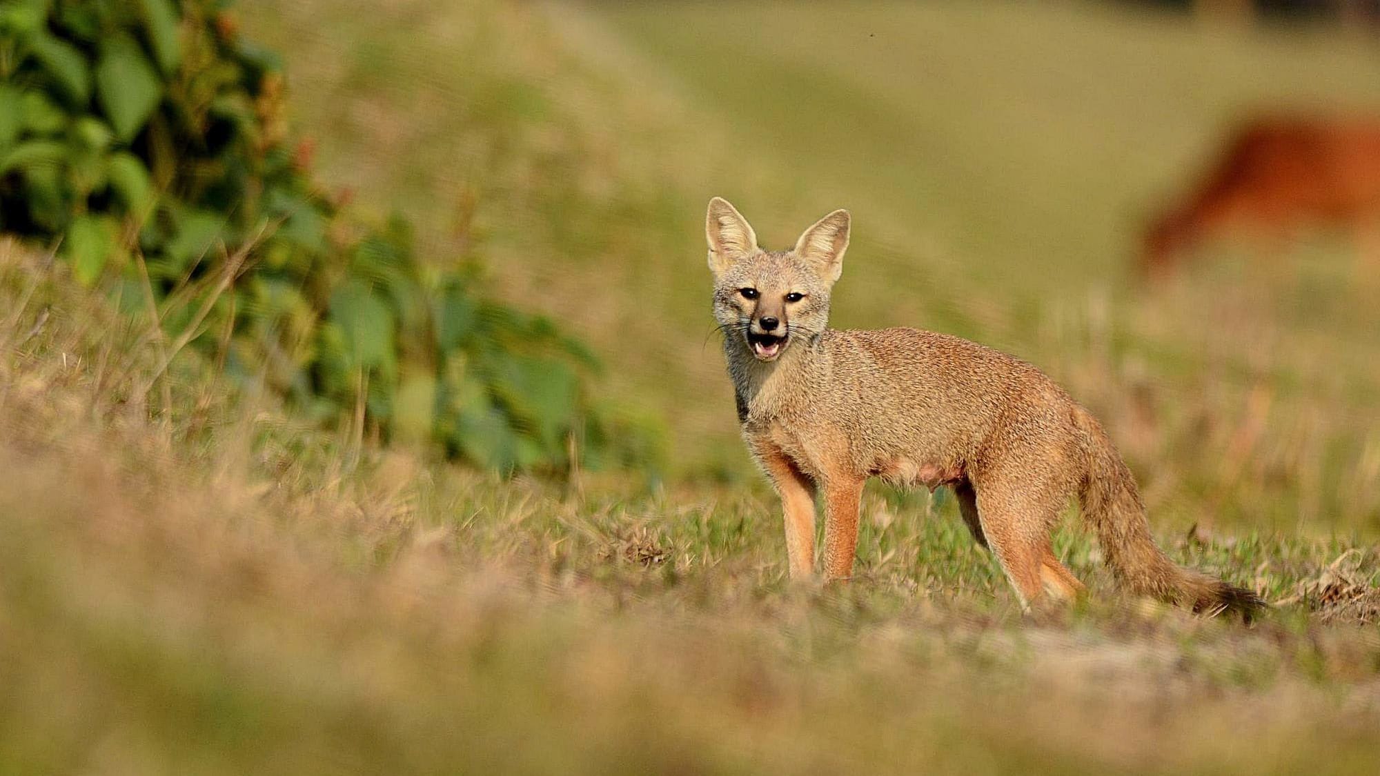 Bengal Fox: Vanishing Jewel of the Grassland | Roundglass | Sustain