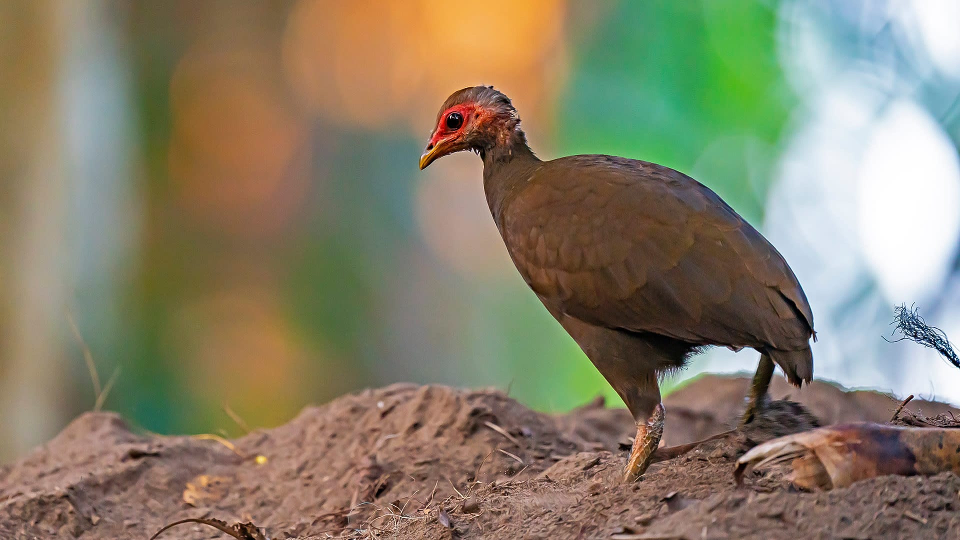 Trouble in Paradise: The Changing World of the Nicobar Megapode ...