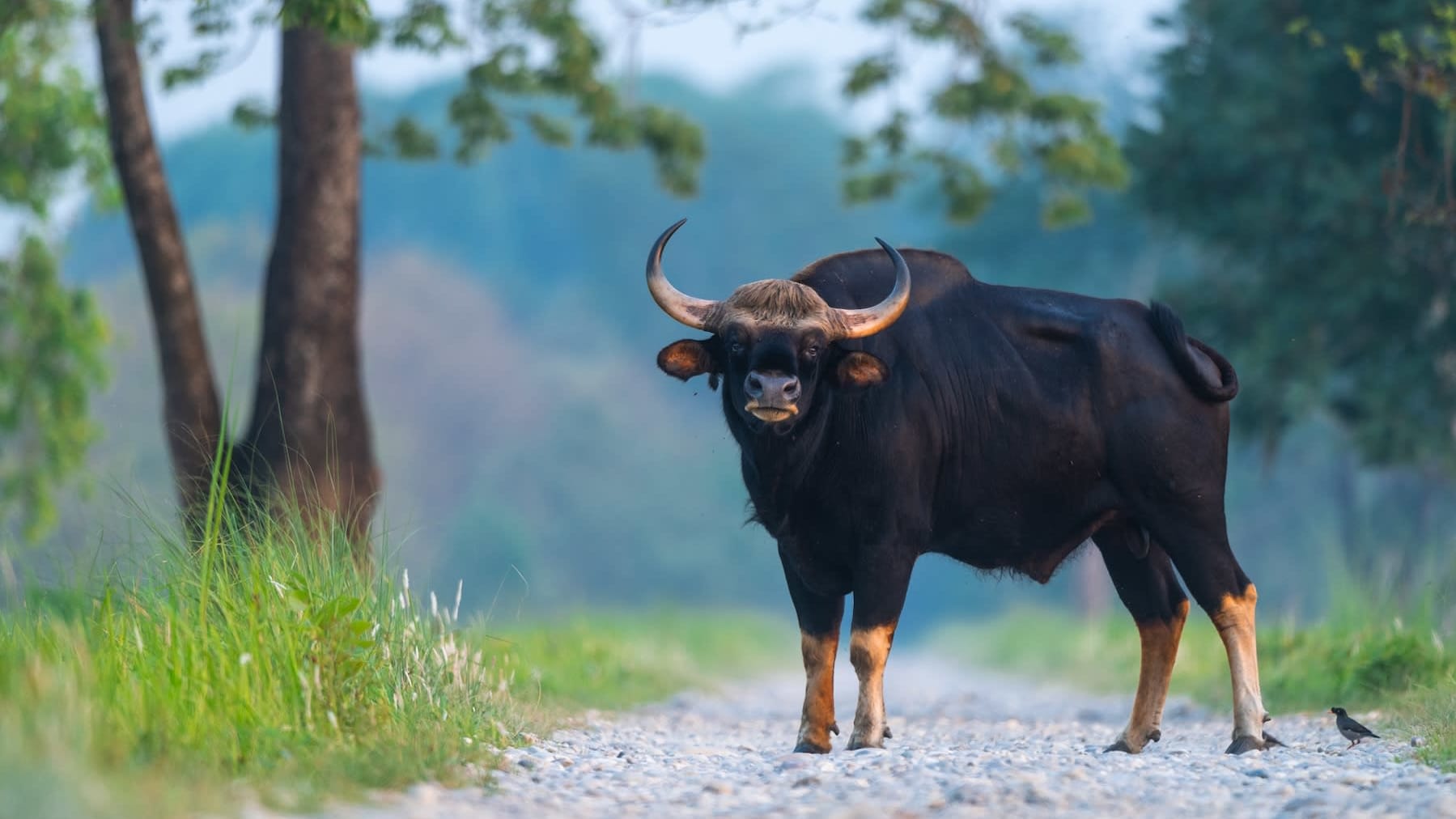 The Titans: Hefty, Dark, and Handsome Gaur | Roundglass | Sustain