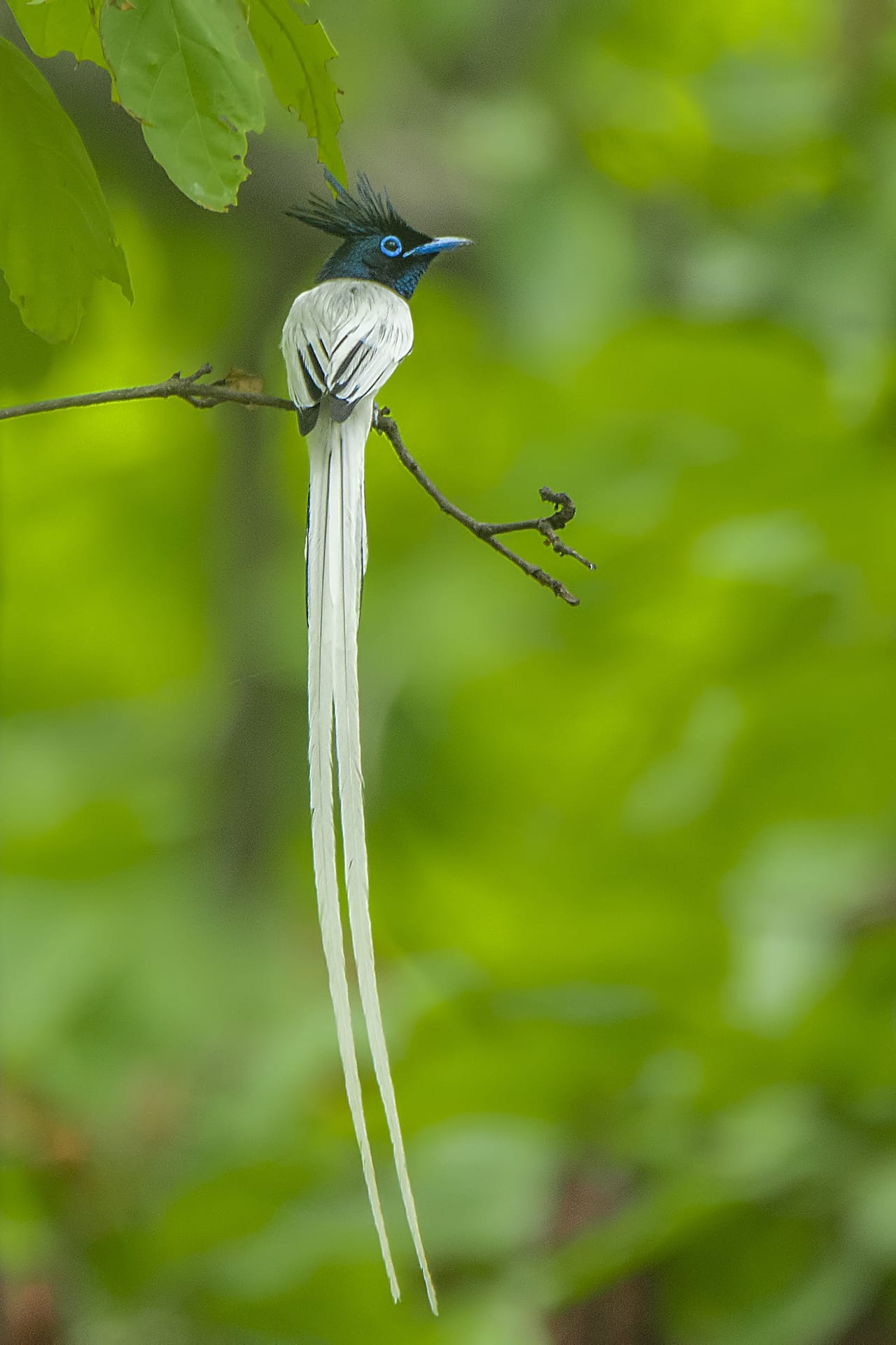 Indian Paradise Flycatcher: Flash Dance of the Glam King | Roundglass ...