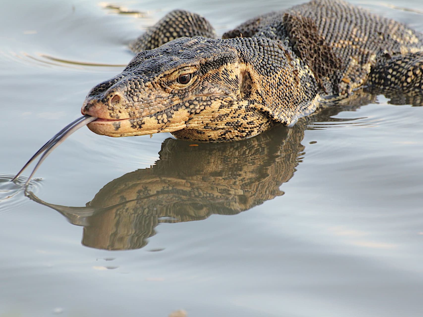 Living Dragons: Weapons, Defences and the Water Monitor Lizard ...