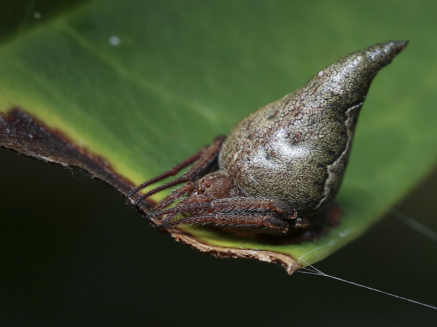 Sorting Hat Spider: Silky Mandalas and Disappearing acts | Roundglass ...