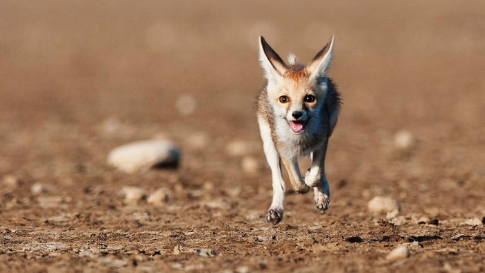 Furry and Feisty the Desert Fox Endures | Roundglass | Sustain