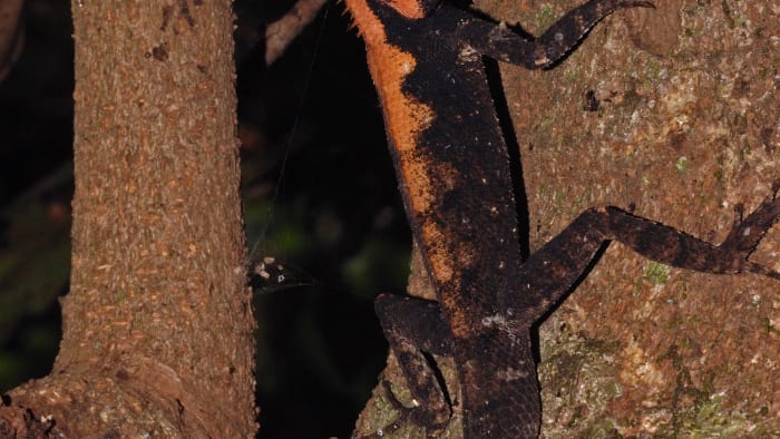 Chronicles of the Forest Calotes | Roundglass | Sustain