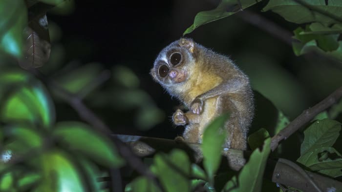 Baby of the Forest: In Search of the Malabar Grey Slender Loris