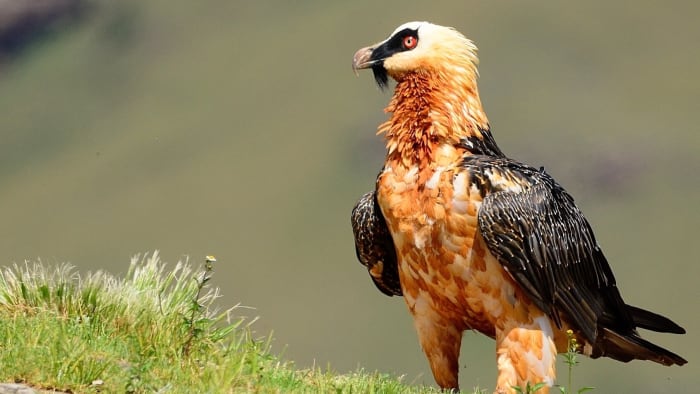Bearded Vulture: The Marrow-Minded Raptor