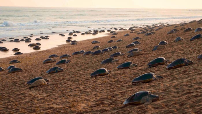 Miracle on a Beach: A Night with the Ancients | Roundglass | Sustain