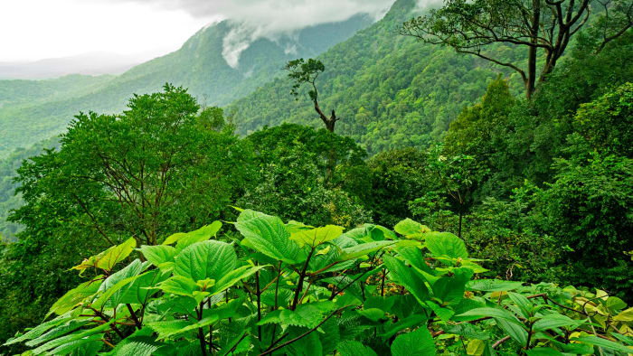A Secret Forest: The Hidden Lives of Agumbe