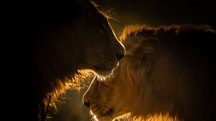 Alliances of Lions: Power and the Politics of Coalitions | Roundglass ...