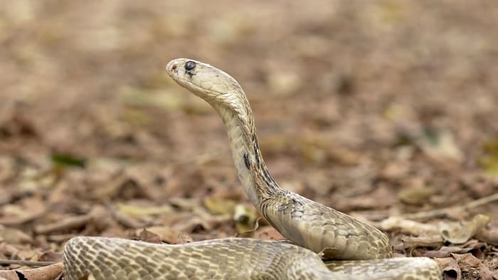 Indian Cobra Snake Indian Cobra | Snake, India, Venom, & Pungi
