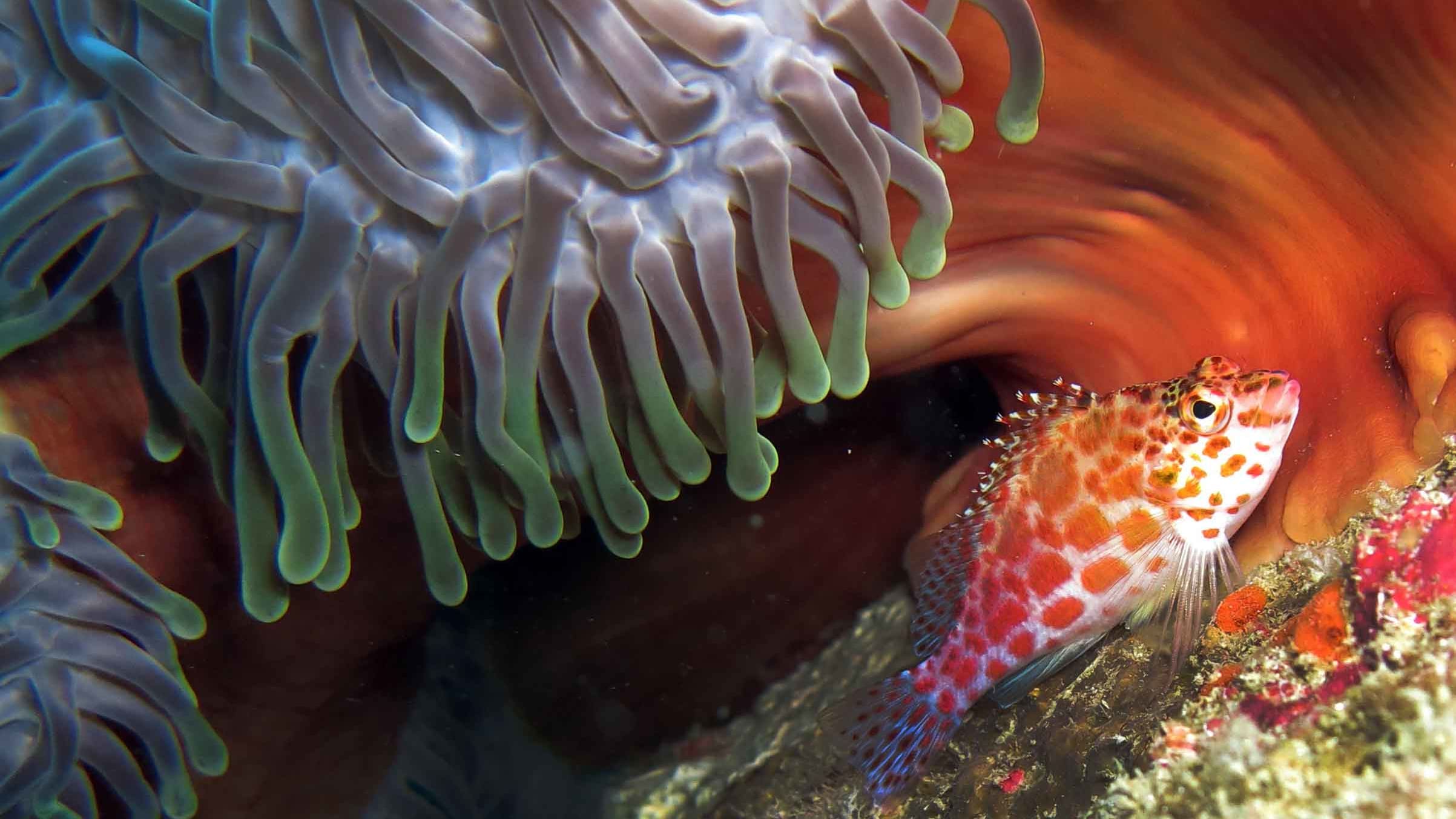 Hawkfish Hues: Of Underwater Hunts and Hairy Spines