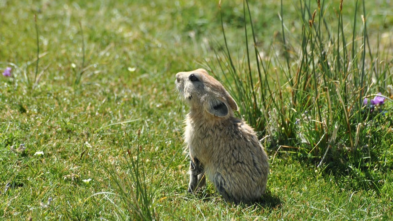 All about Ladakh pika | Roundglass | Sustain