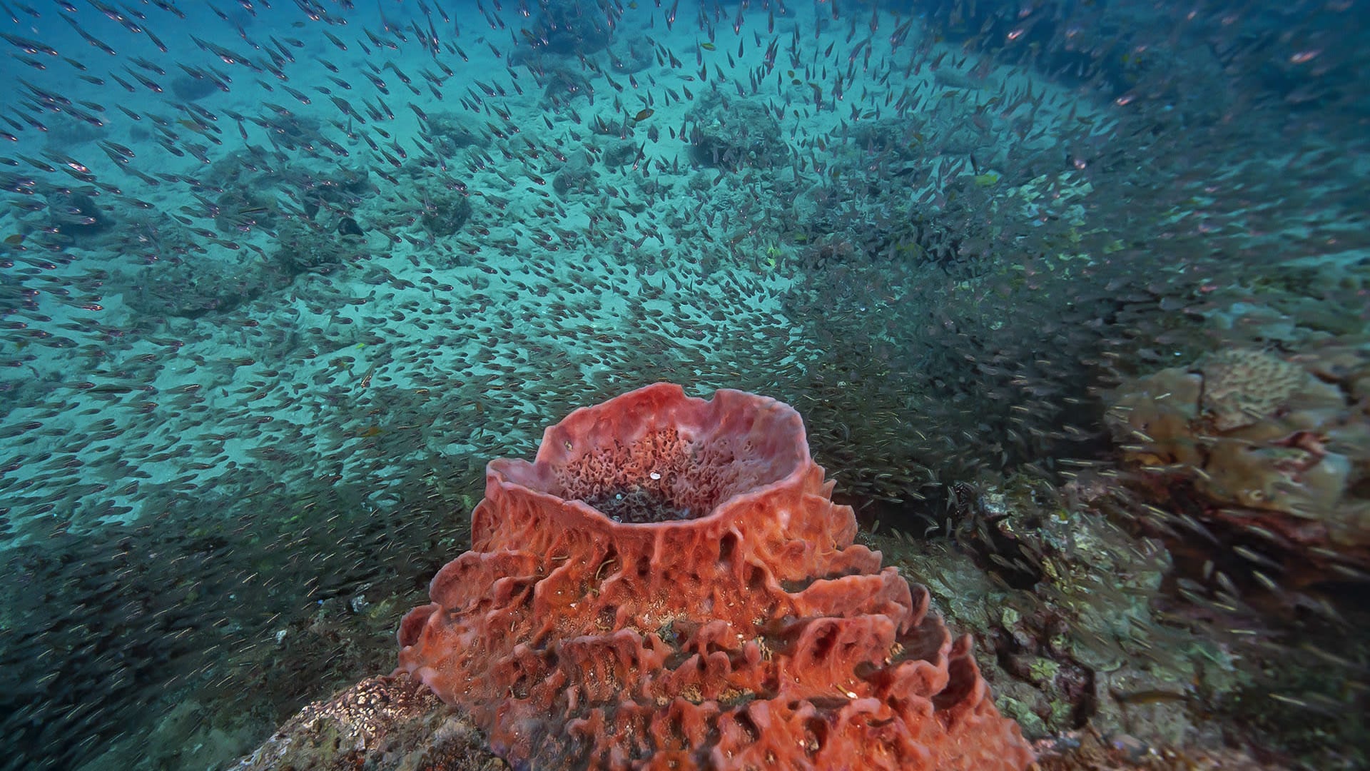 All about Sponges | Roundglass | Sustain