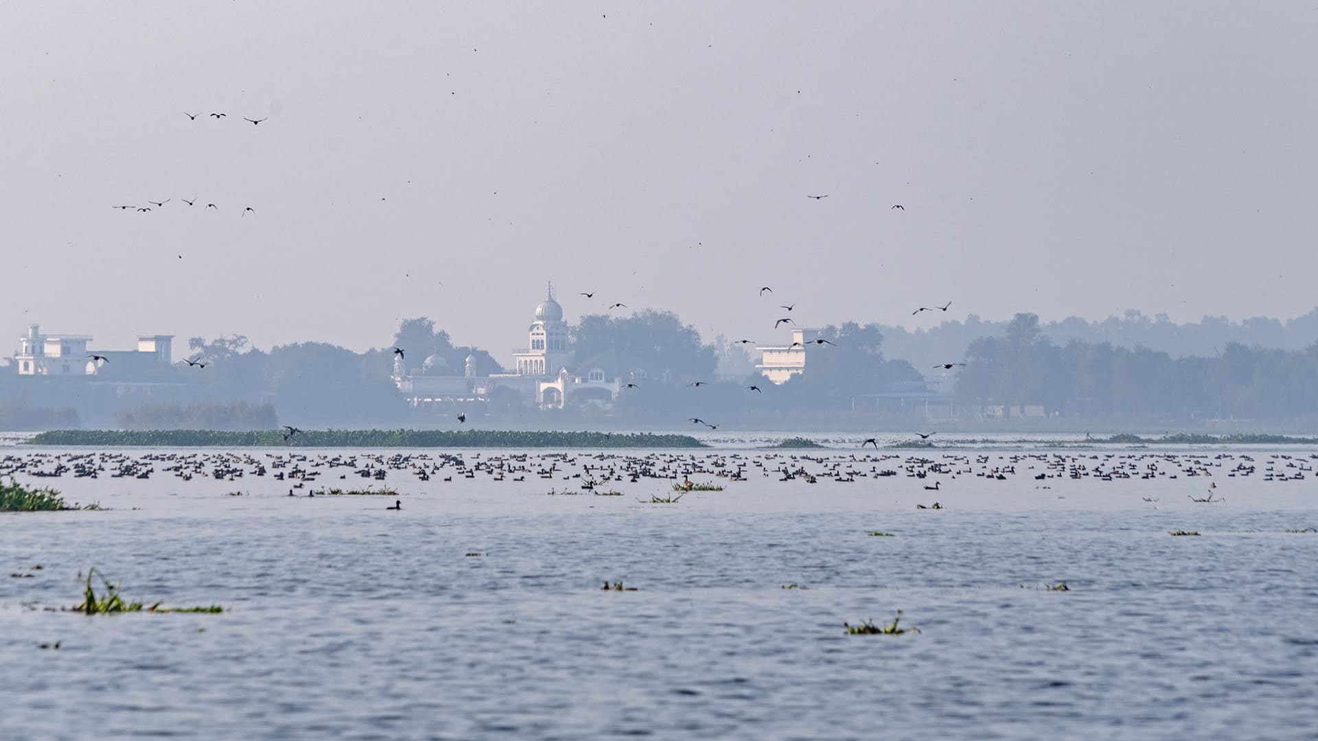The Story of Harike: A Wetland that has Witnessed History | Roundglass ...