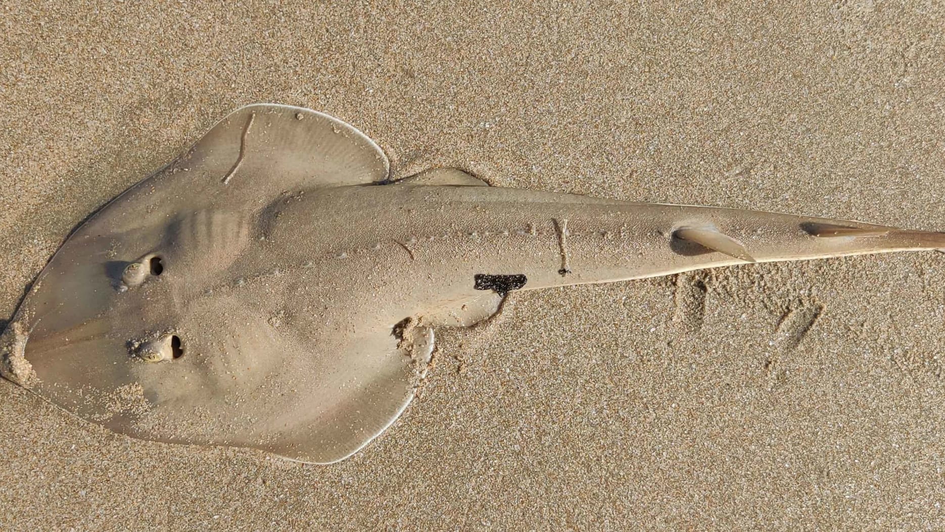 Guitarfish: The Threatened Coastal Cruisers of South Goa | Roundglass ...