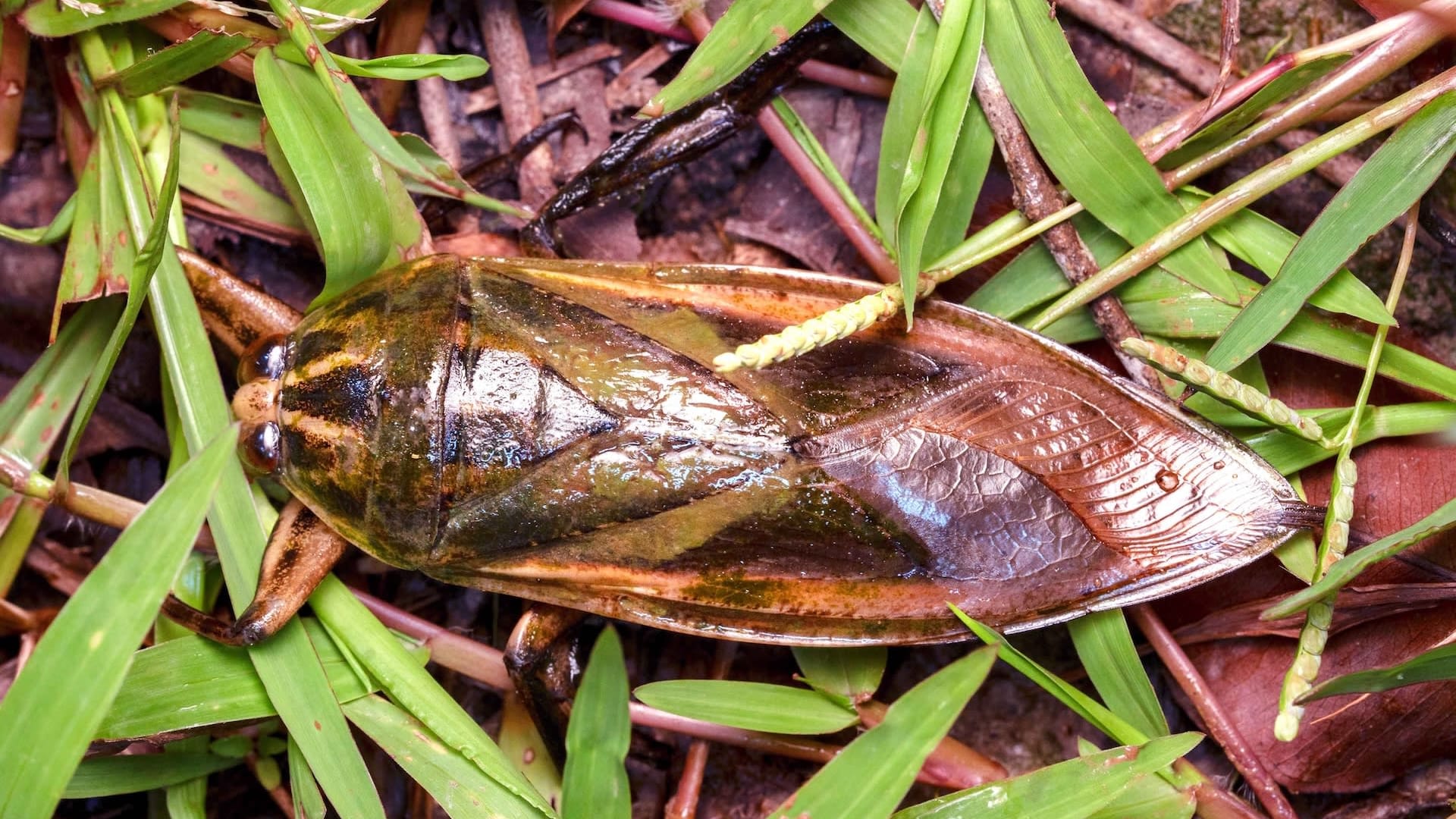 All about Giant water bug | Roundglass | Sustain