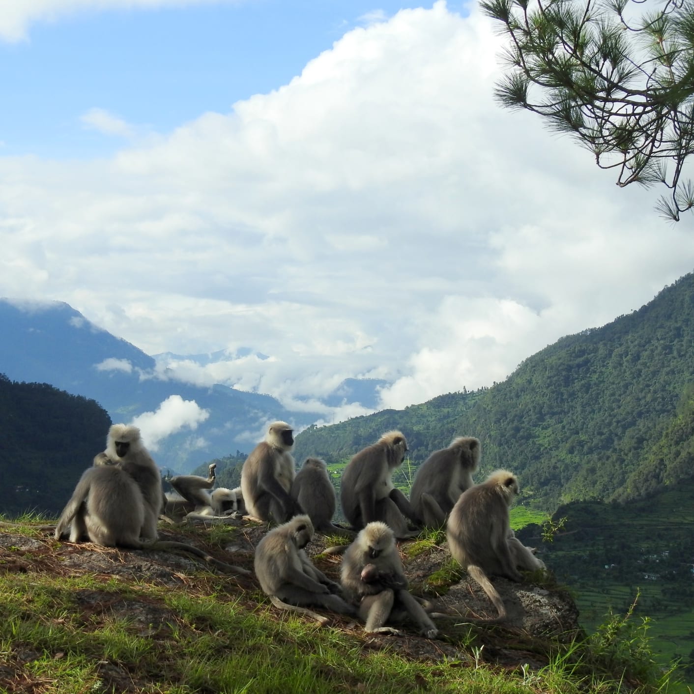 All about Himalayan langur | Roundglass | Sustain