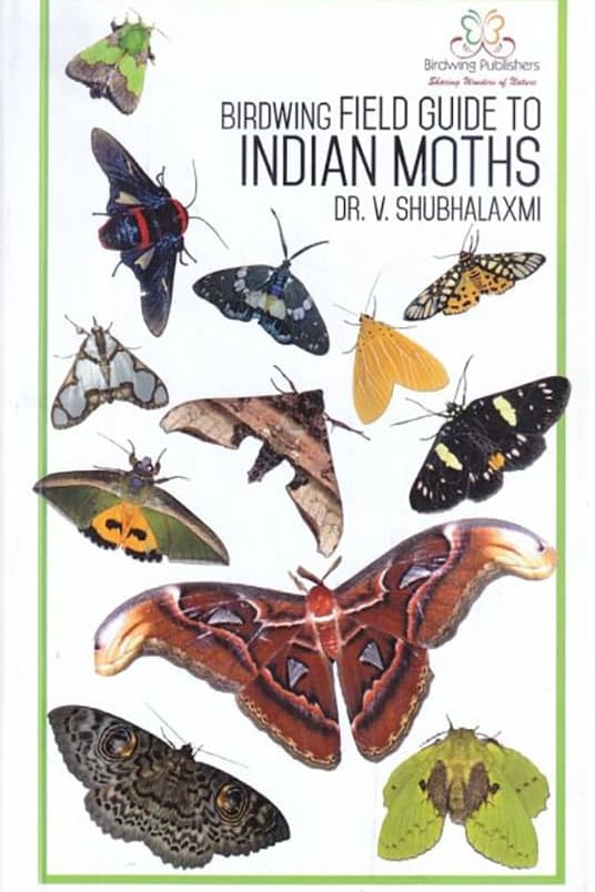 A 101 to Moth Watching | Roundglass | Sustain